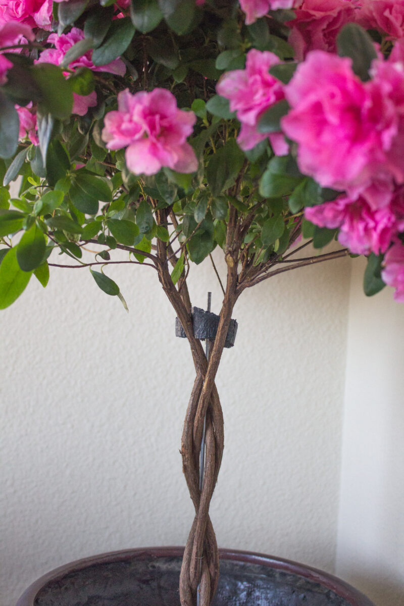 How to Care for a Beautiful Indoor Azalea Tree – Among the Lilacs