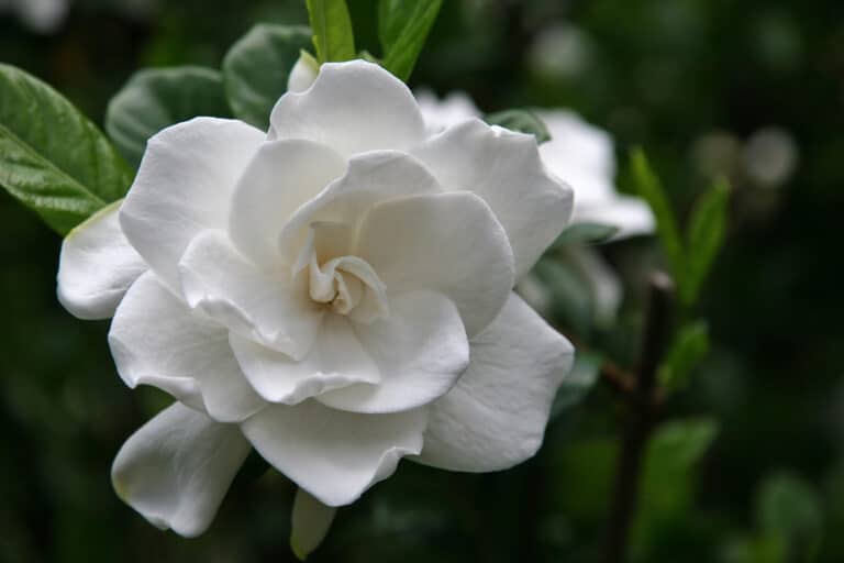 12 Best-Smelling Flowers for a Fragrant Yard – Among the Lilacs