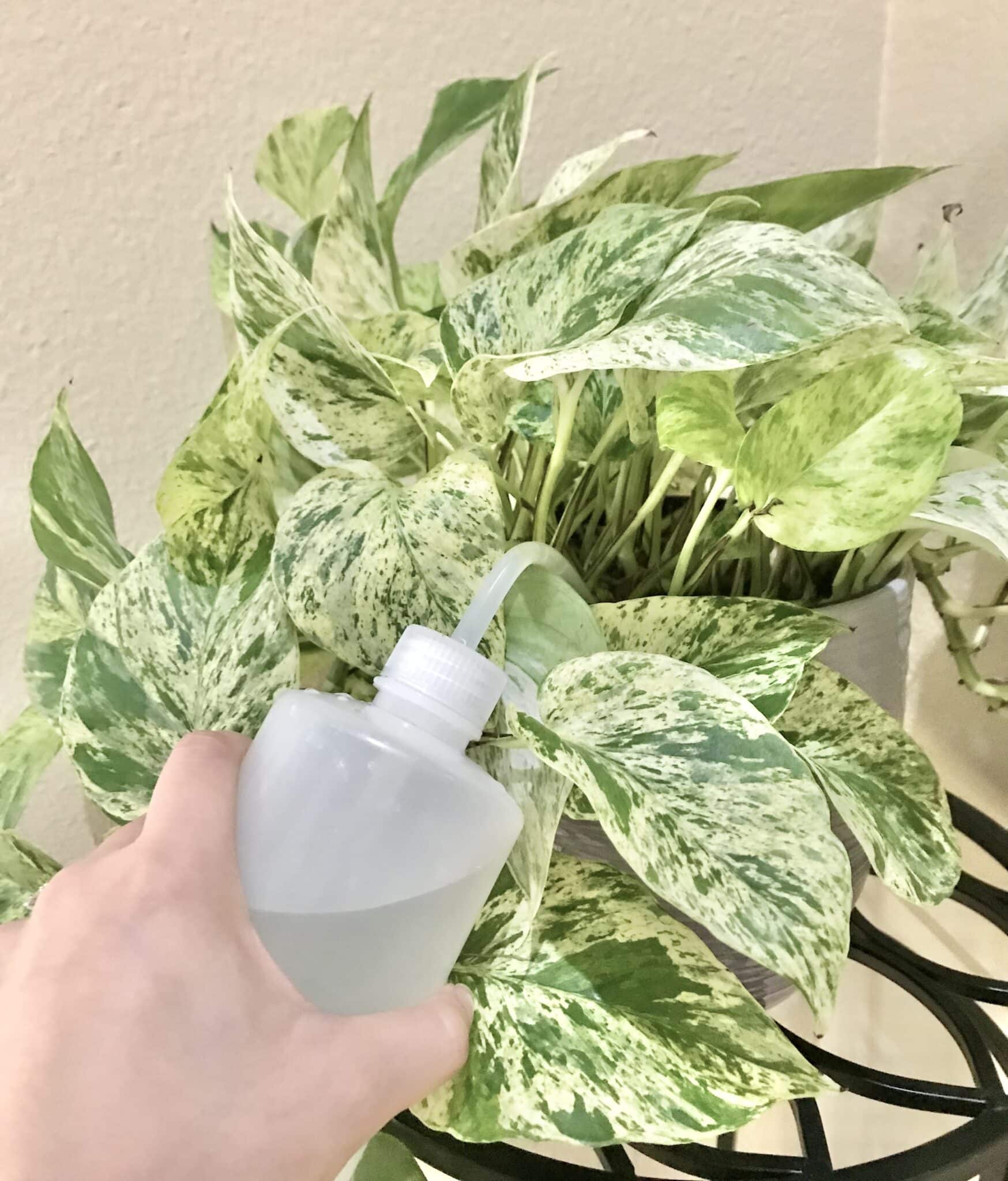 How Often To Water Your Pothos Plant – Among the Lilacs