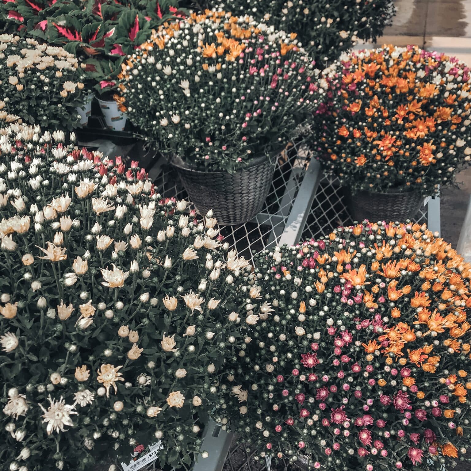How to Care for Mums: 9 Simple Tips to Keep Them Blooming Longer ...