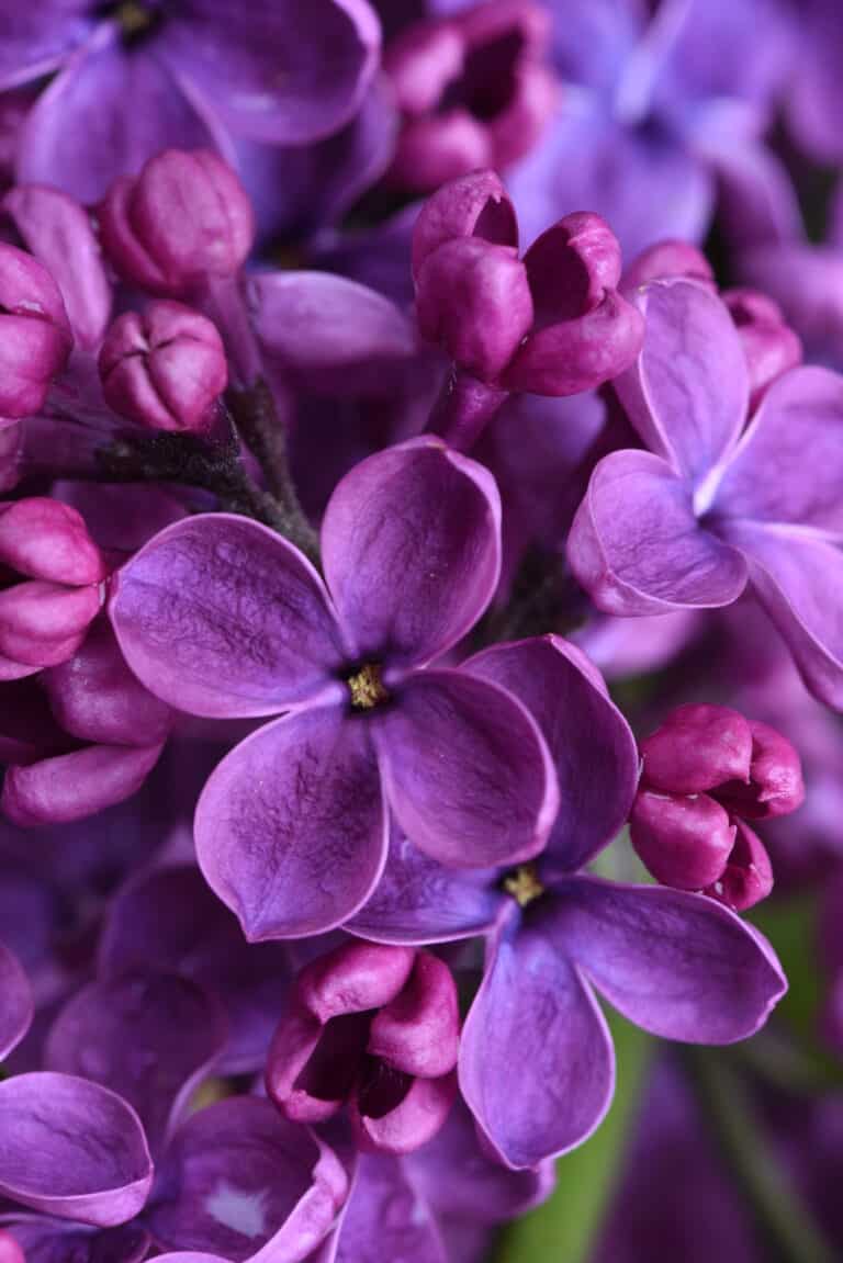 How to Grow Lilac Bushes: Easy Tips for Beautiful Blooms – Among the Lilacs