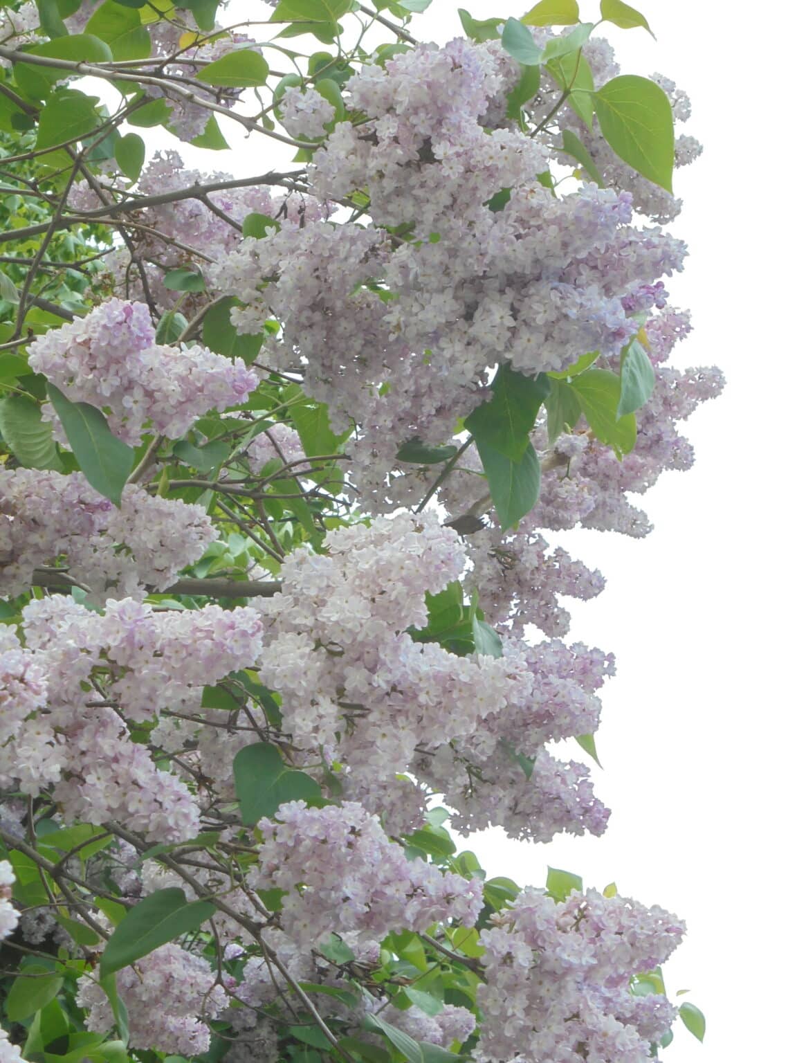 How to Grow Lilac Bushes: Easy Tips for Beautiful Blooms – Among the Lilacs