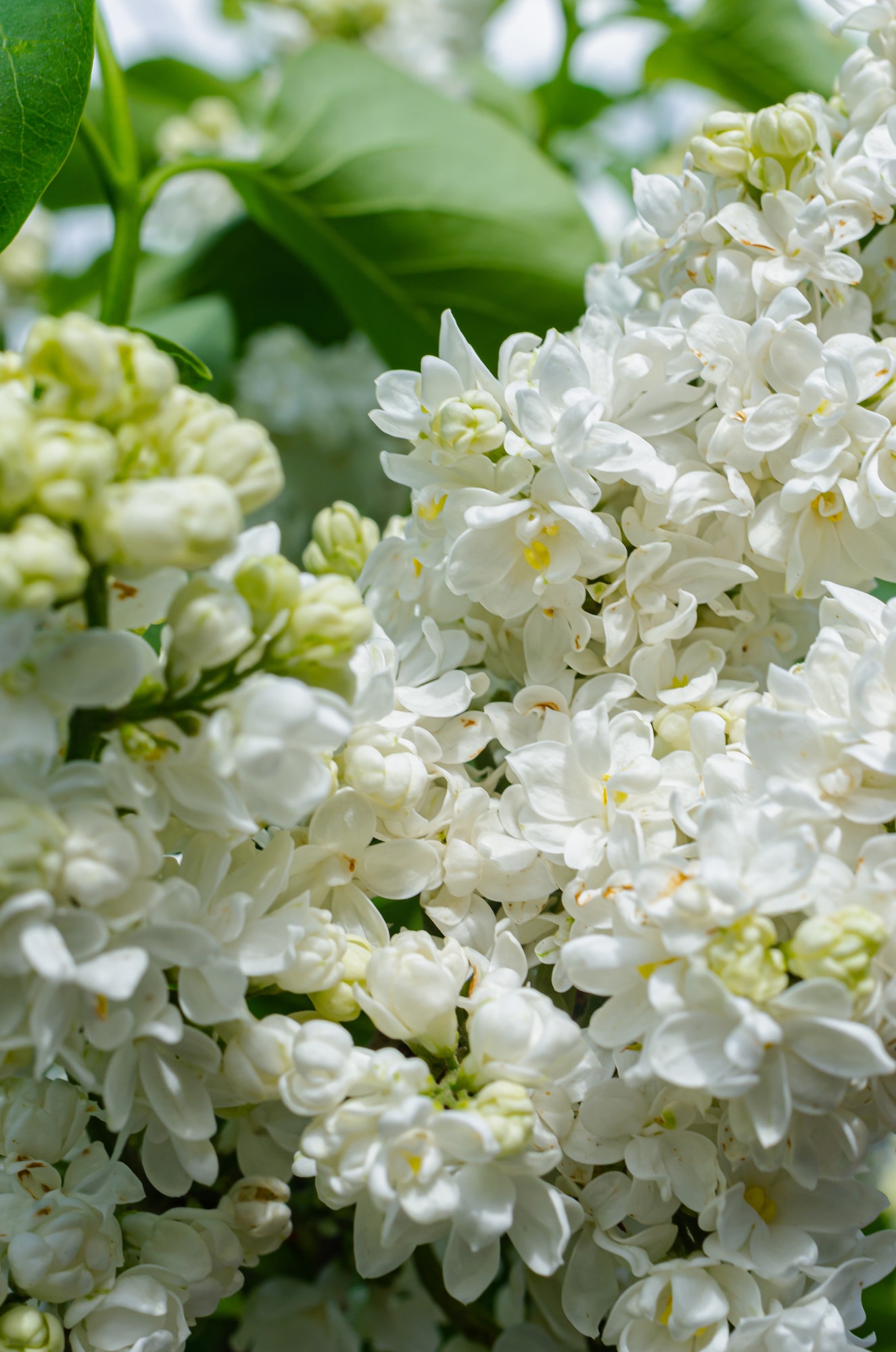 How to Grow Lilac Bushes: Easy Tips for Beautiful Blooms – Among the Lilacs