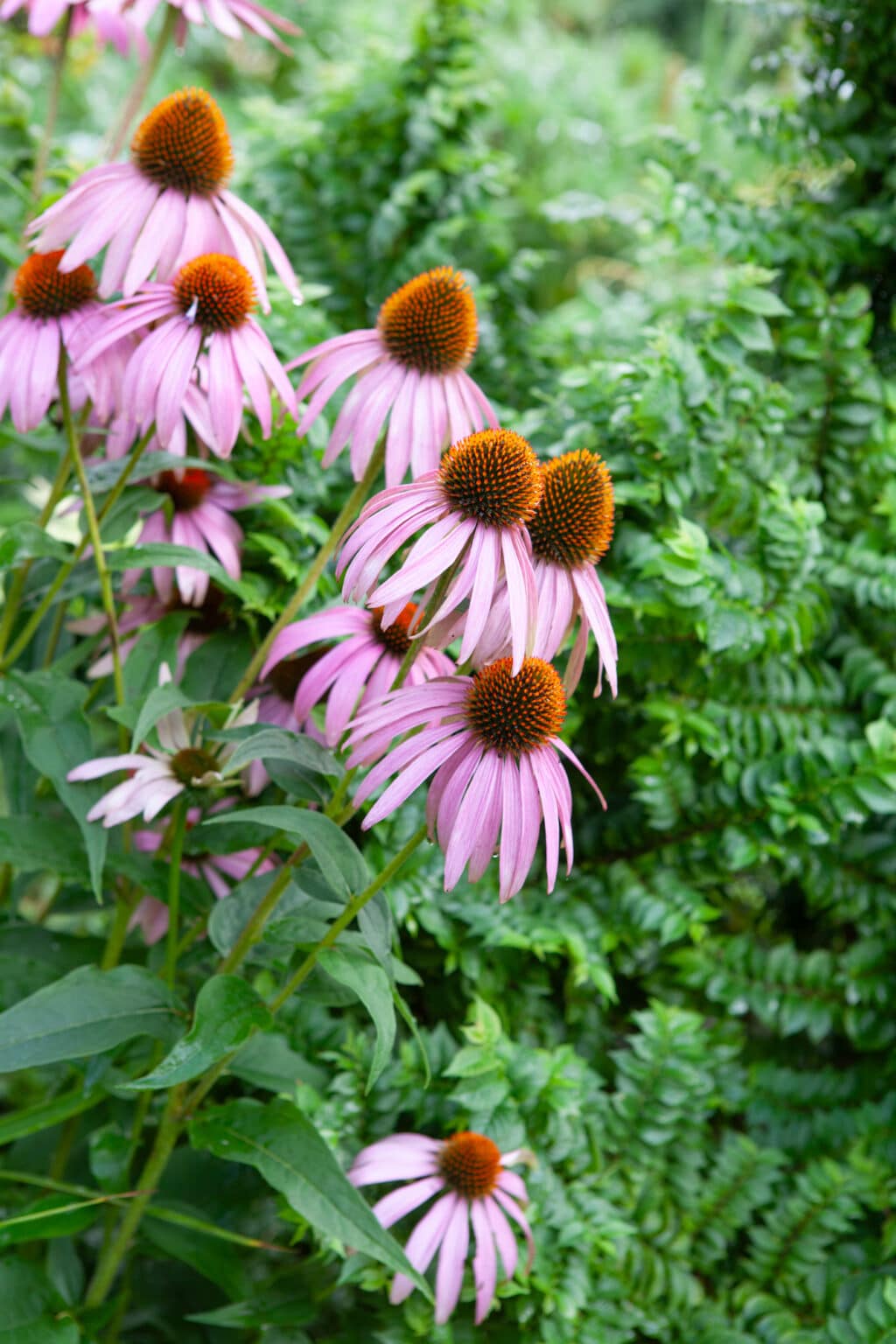 14 Best Perennials for Full Sun That Bloom All Summer Long – Among the ...