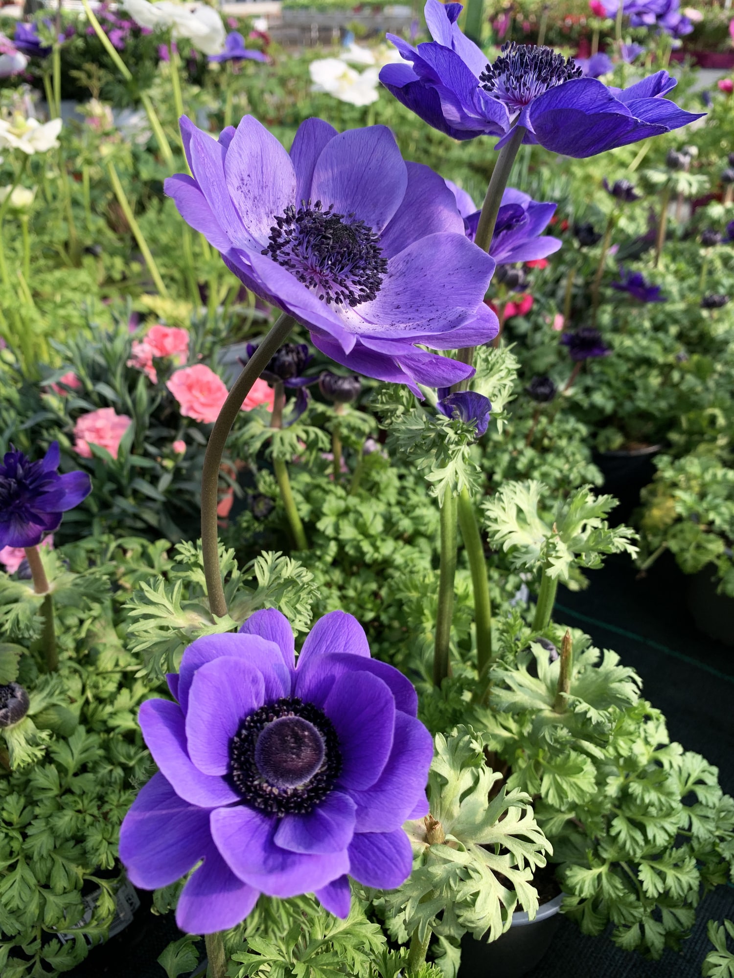 12 Fall-Blooming Perennials That Thrive in Shade – Among the Lilacs