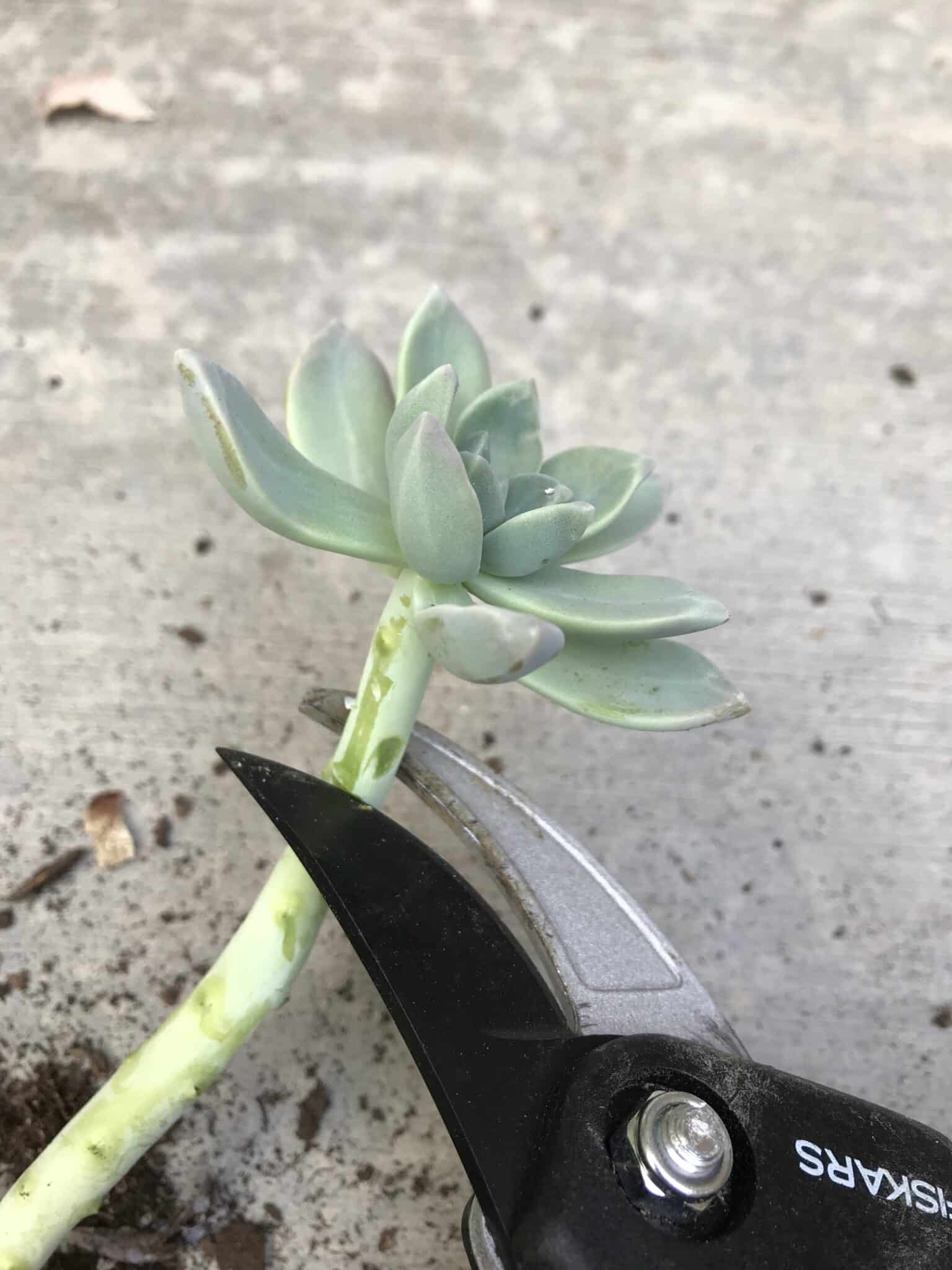 How to Propagate Succulents: A Step-by-Step Guide for Beginners – Among ...