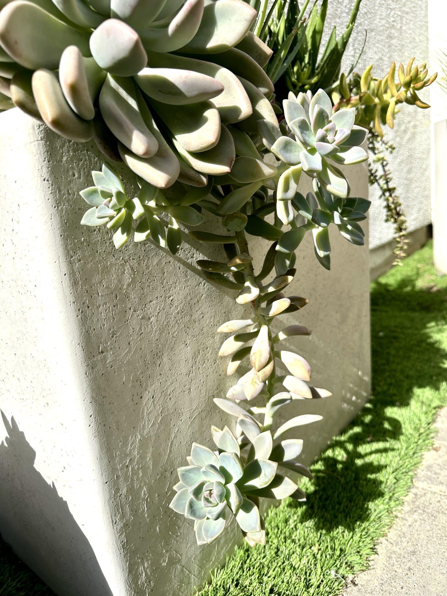15 Stunning Succulents that Thrive in Full Sun – Among the Lilacs