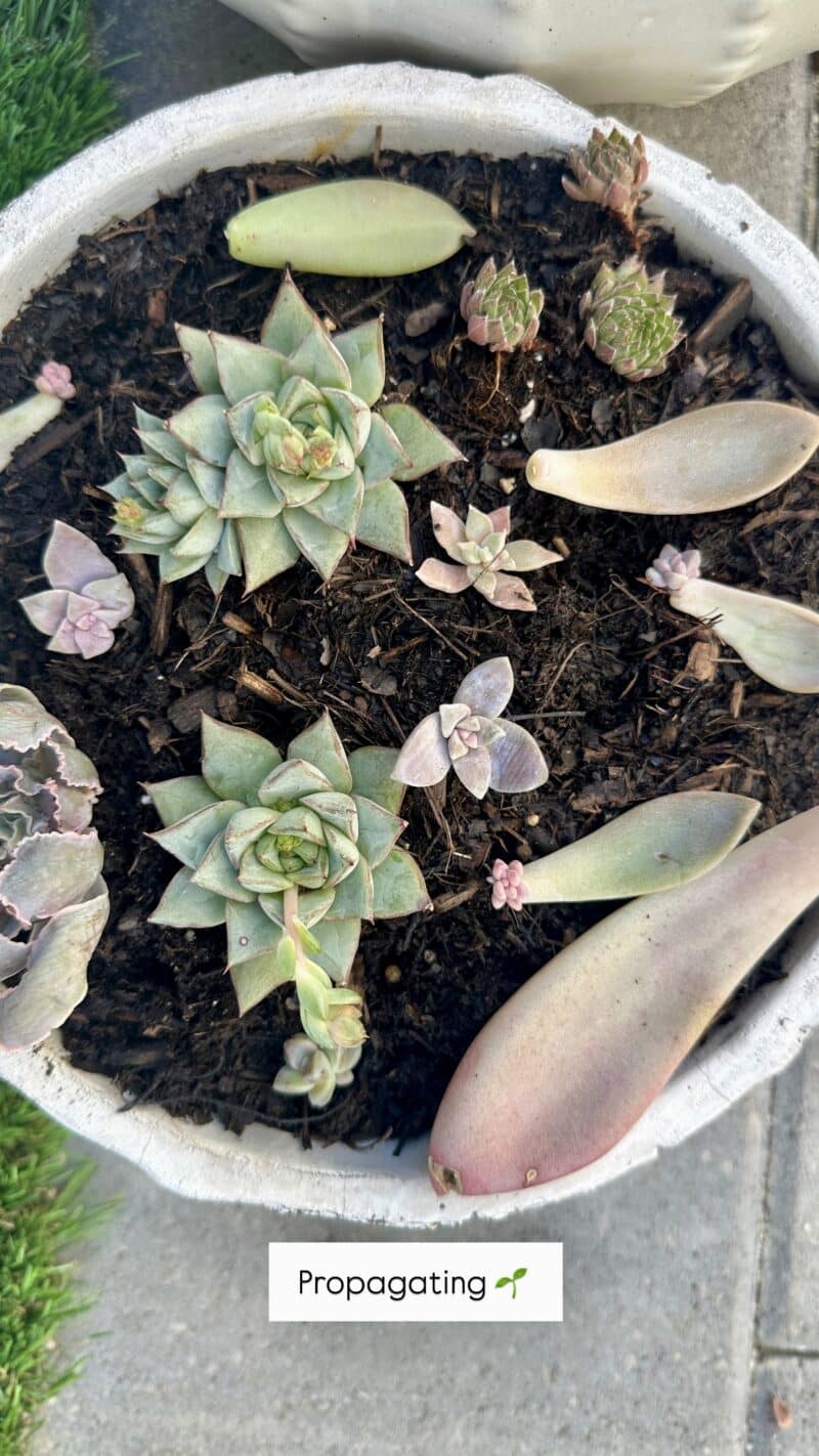 How to Propagate Succulents: A Step-by-Step Guide for Beginners – Among ...