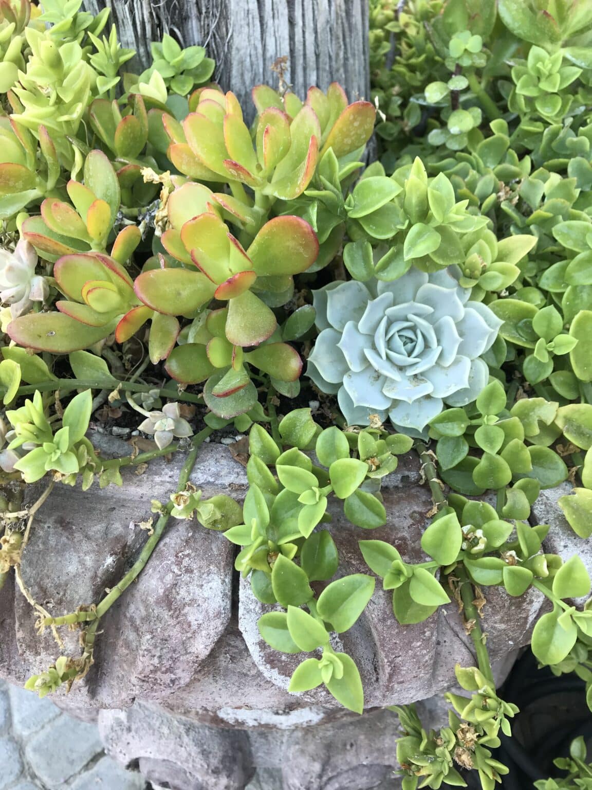 Top Succulent Varieties for Stunning, Low-Maintenance Succulent ...