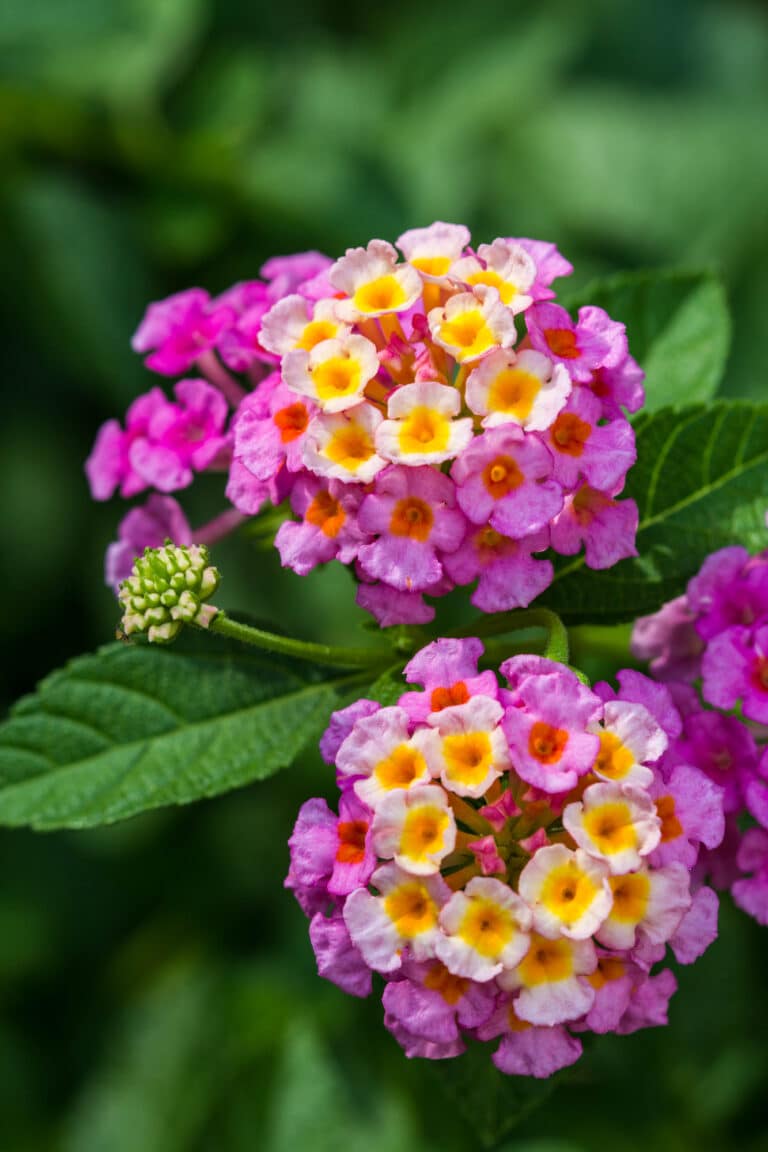 12 Late Summer Flowers That Keep Your Containers Blooming Into Fall ...