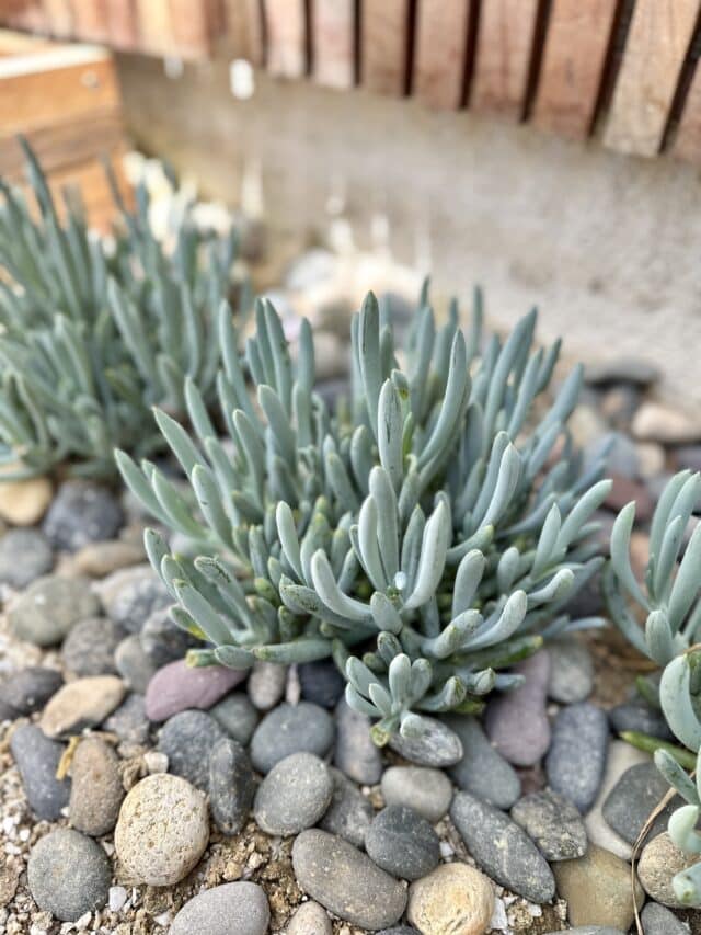 15 Stunning Succulents That Thrive In Full Sun Among The Lilacs